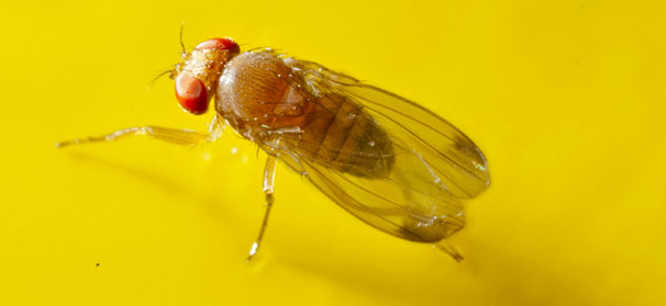 SWD becoming more established in Michigan - Fruit Growers News