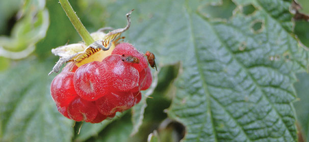 SWD management viewed for Southeast berry crops - Fruit Growers News