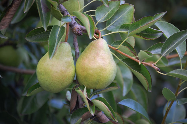 Rootstock availability key to pears - Fruit Growers News
