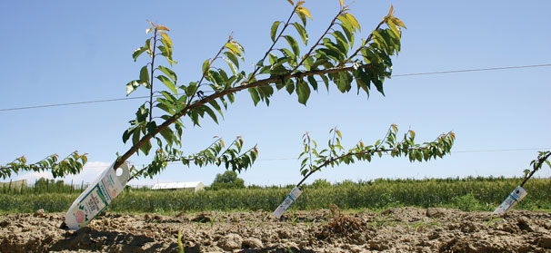 Novel sweet cherry system getting attention - Fruit Growers News