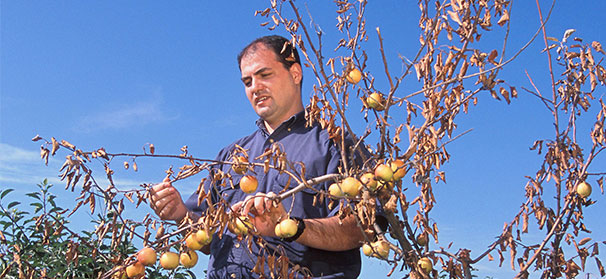 Geneva rootstock program aiding the U.S. apple industry - Fruit Growers ...