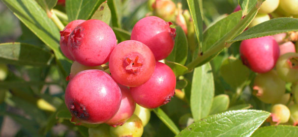 New varieties diversify blueberry offerings - Fruit Growers News