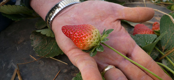 Consumers in the East want local berries - Fruit Growers News