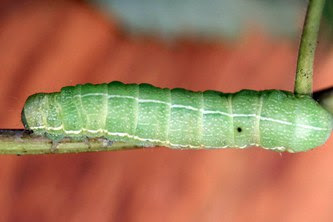 Pest alert: green fruitworm, rosy apple aphid - Fruit Growers News