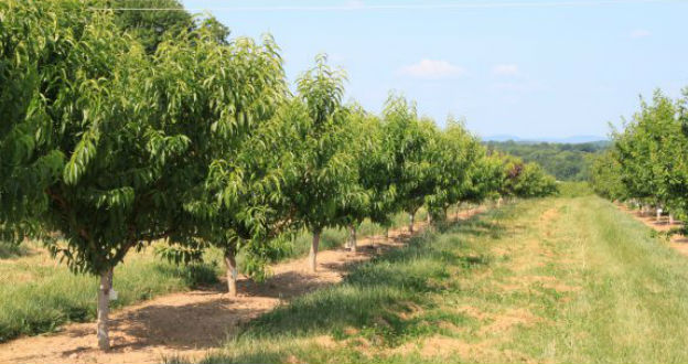 Nursery helps advance Rutgers tree fruit research - Fruit Growers News