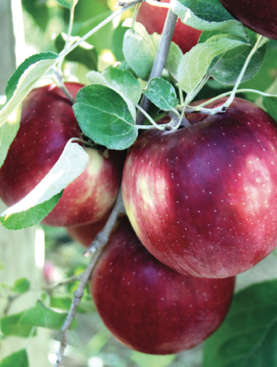 Cosmic Crisp 20 years in the making - Fruit Growers News