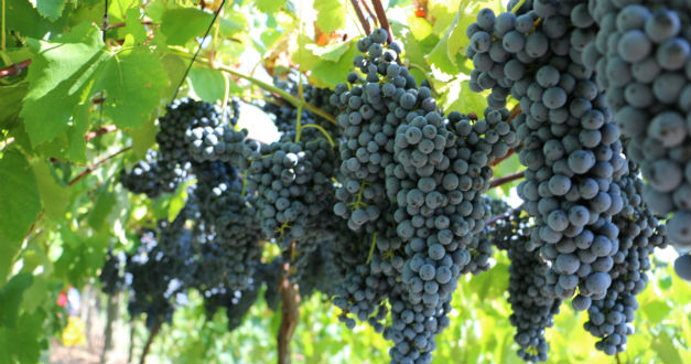 Georgia sees thriving grape industry - Fruit Growers News