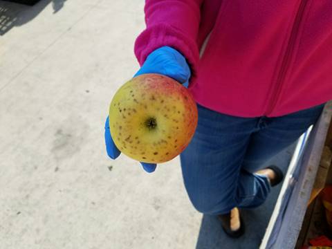 Reducing the risk of bitter pit in Honeycrisp apples - Fruit Growers News