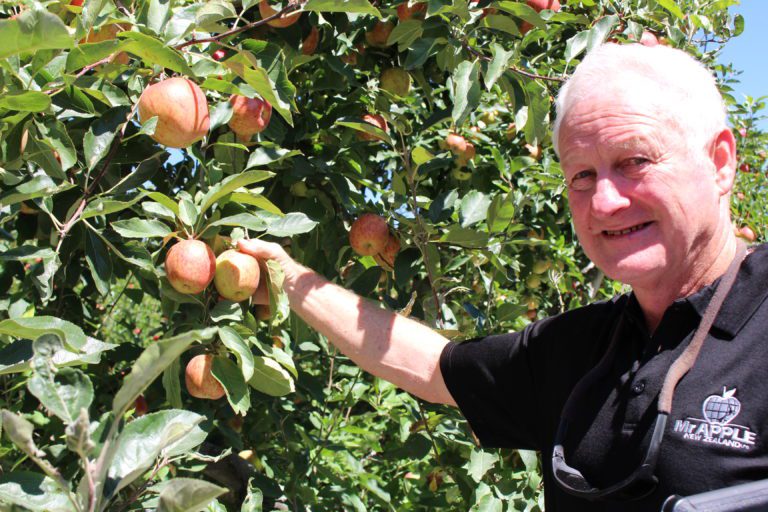 Mr. Apple’s orchard plan hits the mark in New Zealand - Fruit Growers News
