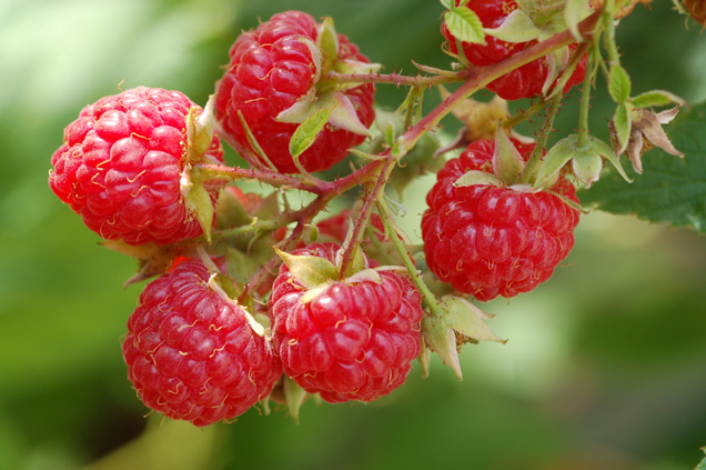 Processed raspberry industry rejects checkoff program - Fruit Growers News