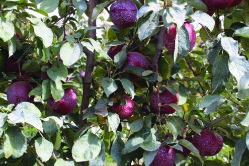 Researchers refine growing techniques for Cosmic Crisp trees - Fruit ...