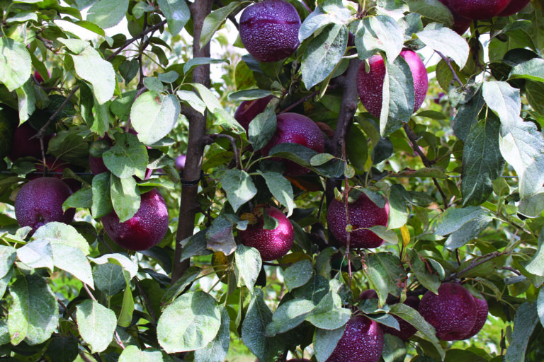 Researchers refine growing techniques for Cosmic Crisp trees - Fruit ...