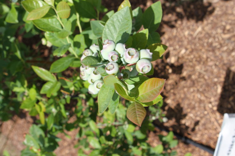 Virginia Is deemed 'ripe' for berry growing - Fruit Growers News