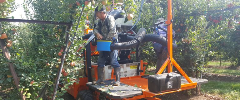 Apple harvests ripe for automated help - Fruit Growers News