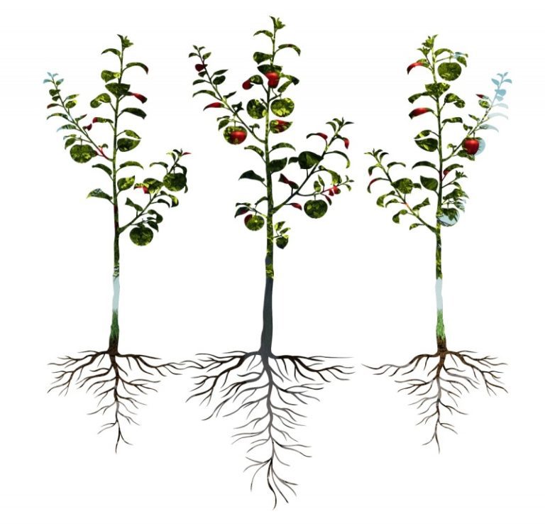 Cornell/USDA rootstock program reimagines how apples are grown - Fruit ...