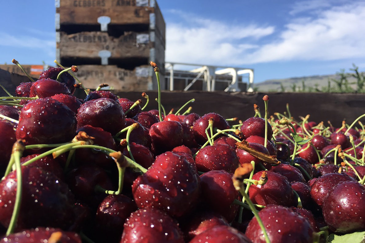 Virtual Cherry Field Day scheduled for July 6 in Washington state ...