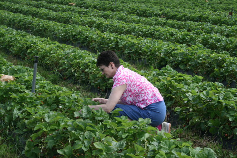 Michigan agency offers guidance to U-pick operations in advance of ...