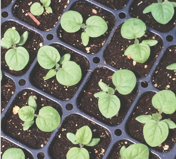 Goldenberries and southeast specialty fruit production | Fruit Growers News