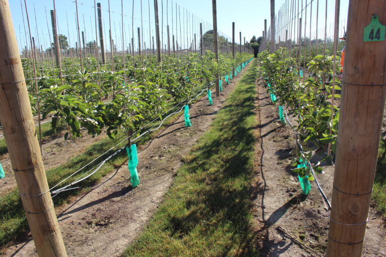 'Future Orchard Production System' drives orchard outlook - Fruit ...