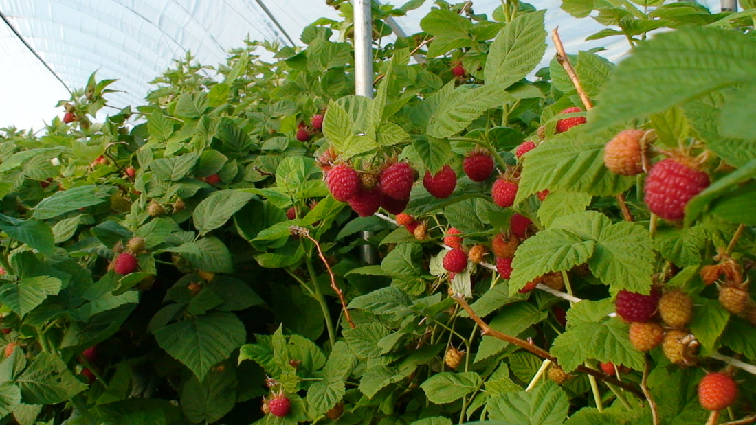 Double cropping tunnel-grown raspberries can increase overall yields ...