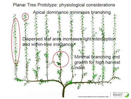 'Future Orchard Production System' drives orchard outlook - Fruit ...