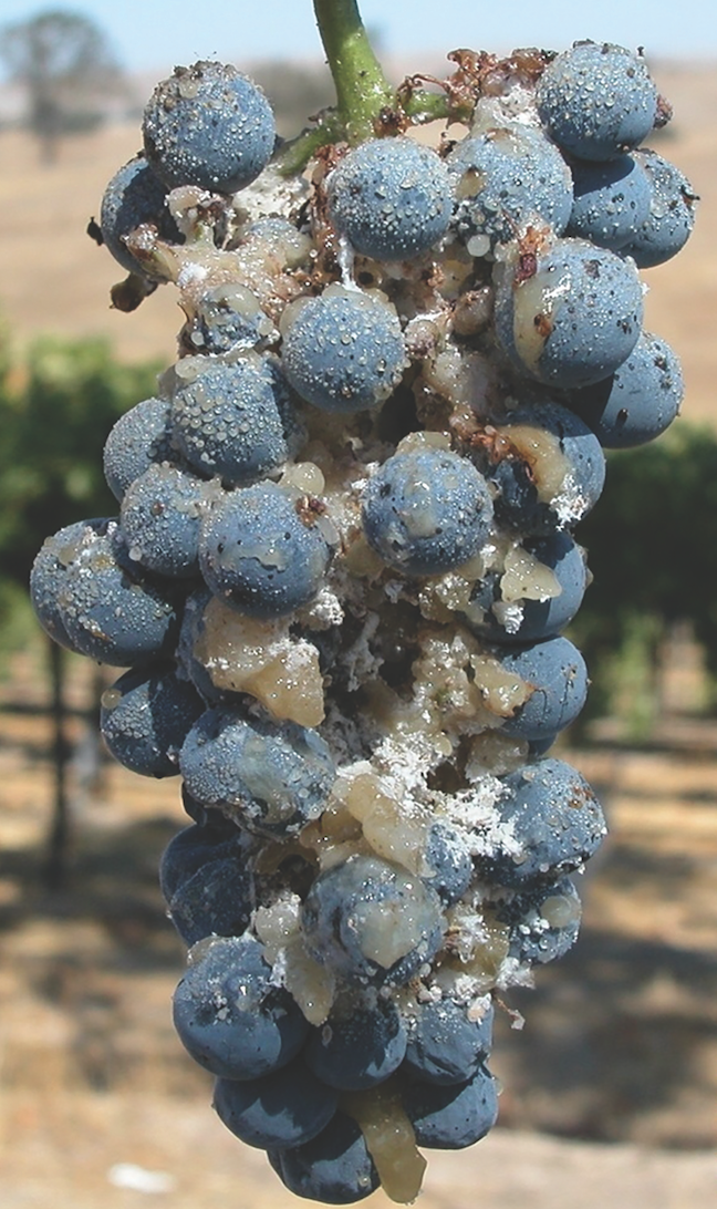 California grape growers deal with mealybugs without chlorpyrifos ...