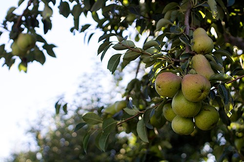 California pear growers confident of a strong 2021 marketing effort ...