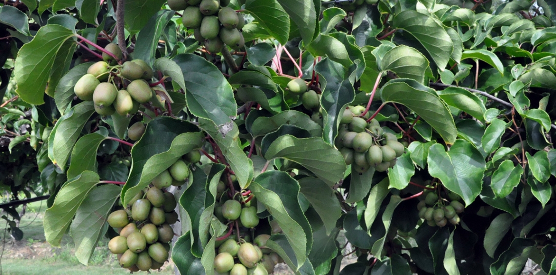 UNH kiwiberry team boosts production with first plant verification ...