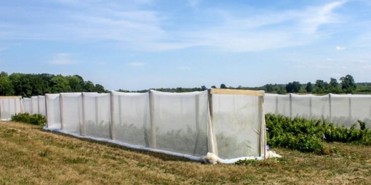 New research may help revive New York’s fall berry industry - Fruit ...