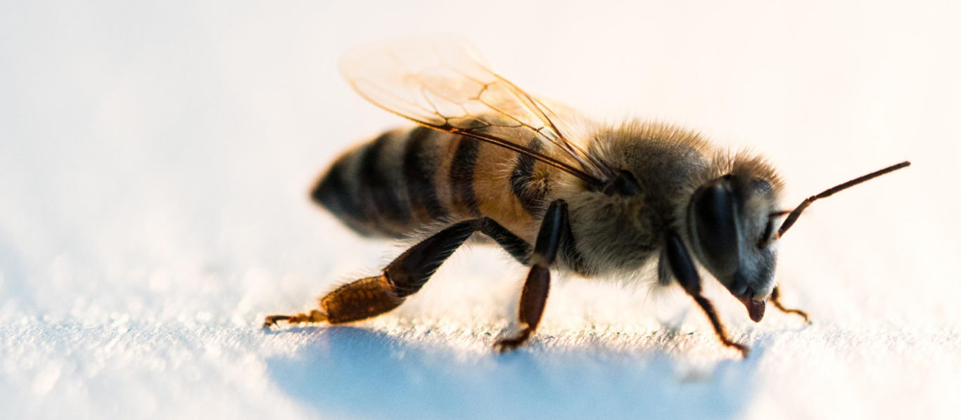 Honeybee nutrition might be key to healthy populations - Fruit Growers News