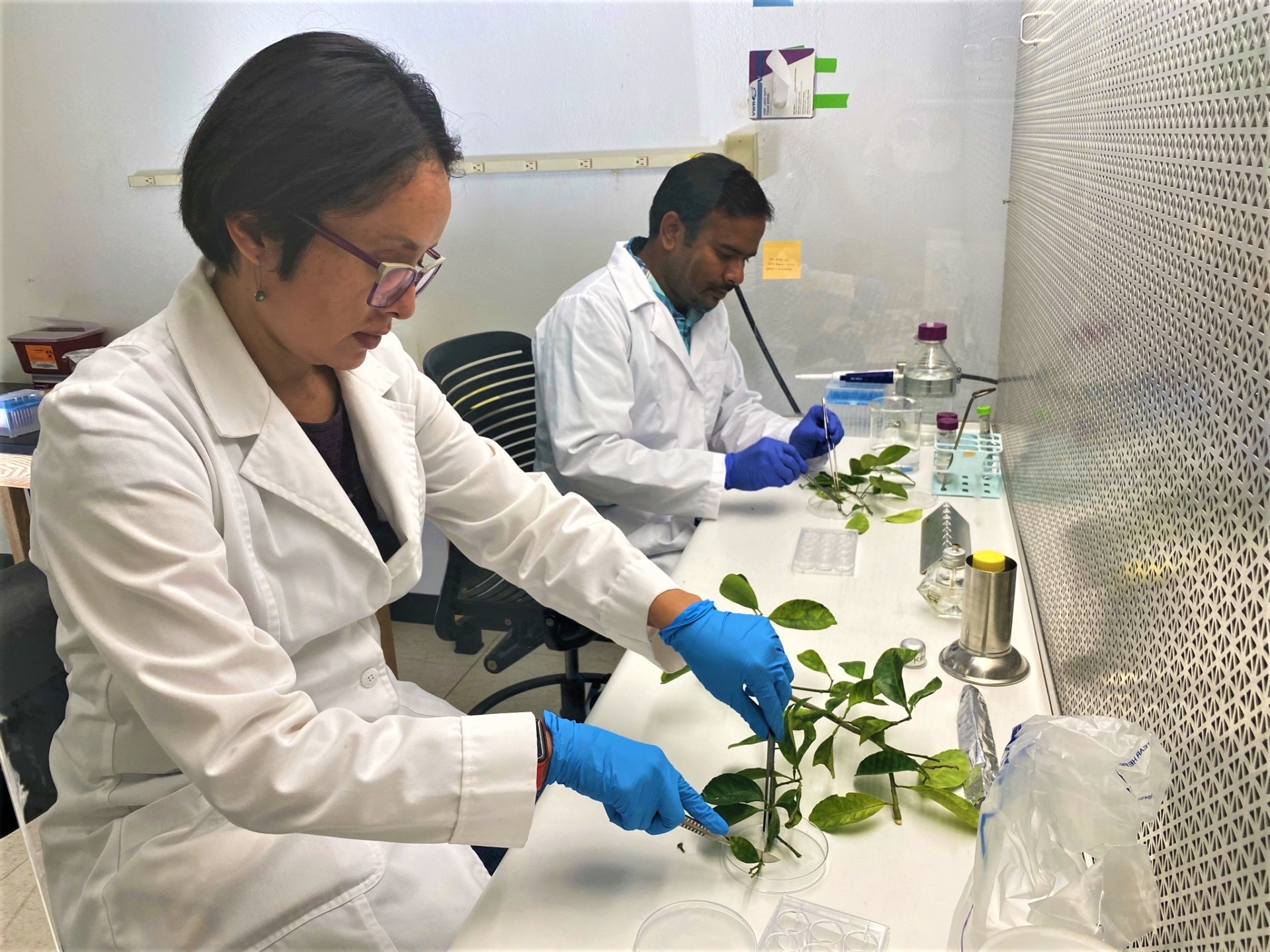 Texas A&M researchers make breakthrough in fighting agricultural plant ...