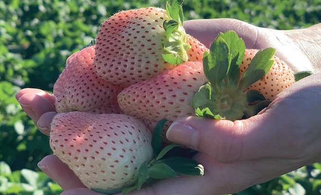 Florida growing new 'Fifth Berry' white strawberry - Fruit Growers News