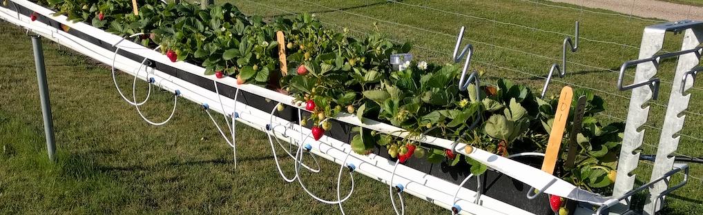 Researchers test tabletop strawberries in the Upper Midwest - Fruit ...