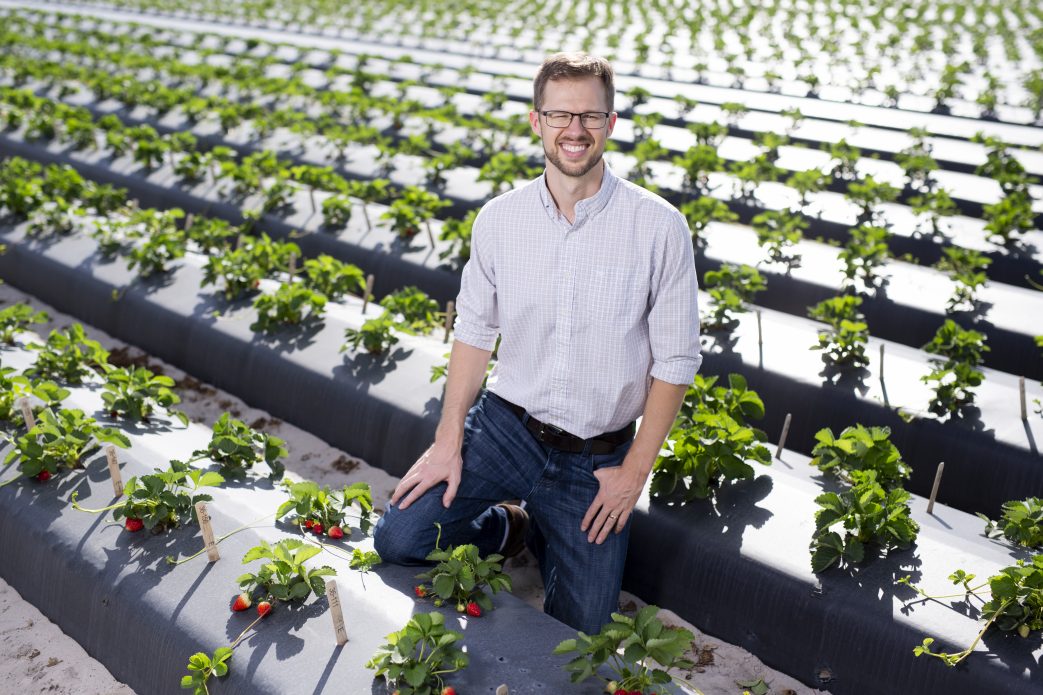UF scientists use AI technology to breed better-tasting strawberries ...