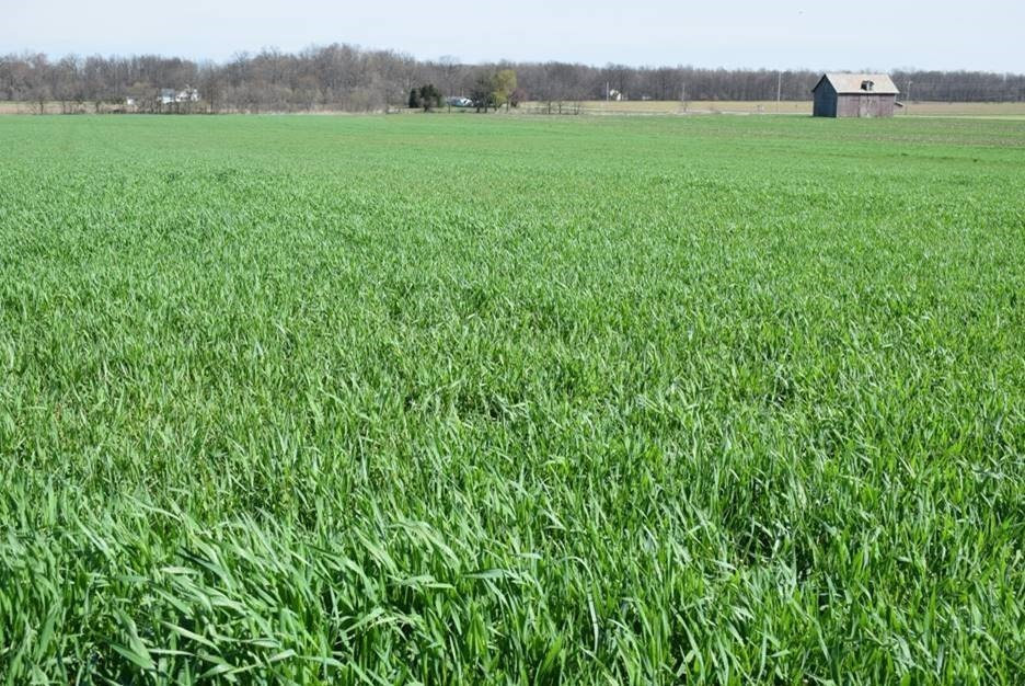 Pandemic Cover Crop Program helps producers continue cover crop systems ...