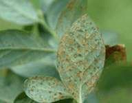 Blueberry rust seen in rabbiteye blueberry cultivars in Alabama - Fruit ...