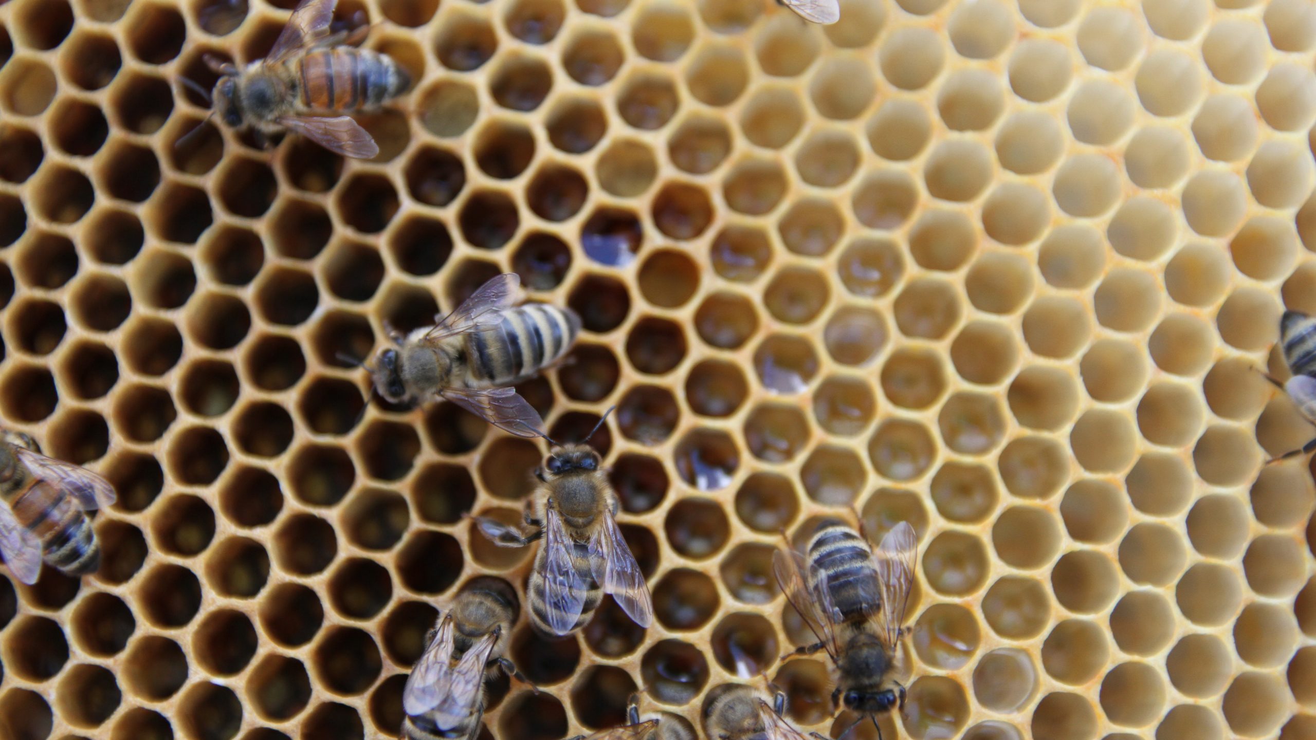 Beekeepers report high colony loss rates, no clear improvement - Fruit ...