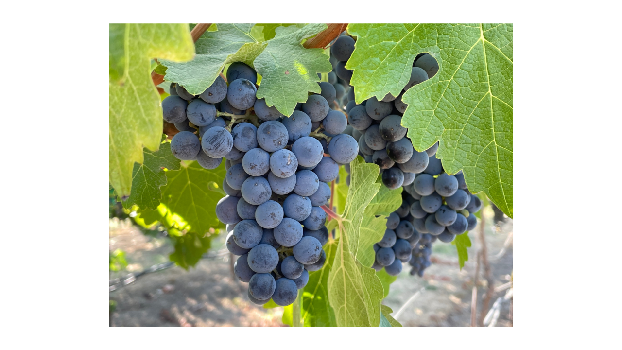 California Winter Grape Day scheduled for Nov. 10 - Fruit Growers News