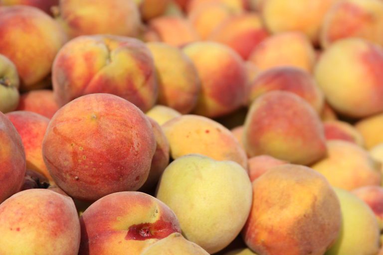 Southeast rivals have common goal in world of peach production - Fruit ...