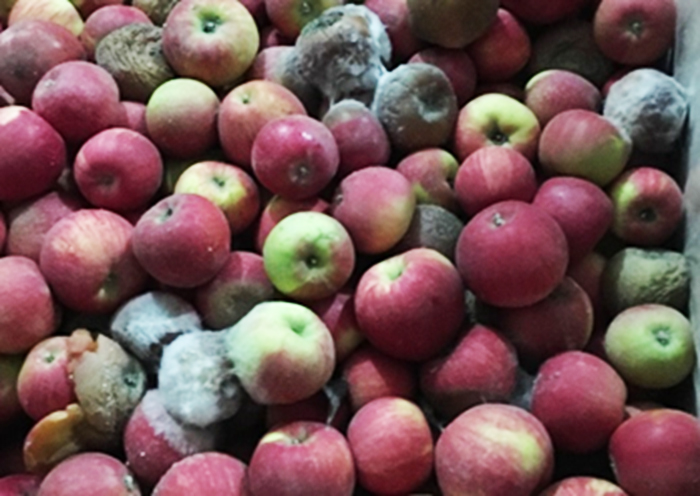 Keeping organic fruit fresh, safe from rot, foodborne pathogens studied ...
