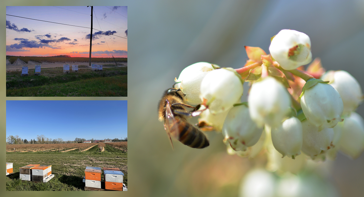 Bees to the rescue: Protect your crops — on a micro level — while ...