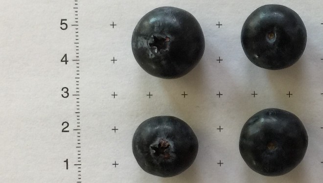 UF/IFAS releases new Sentinel blueberry variety - Fruit Growers News