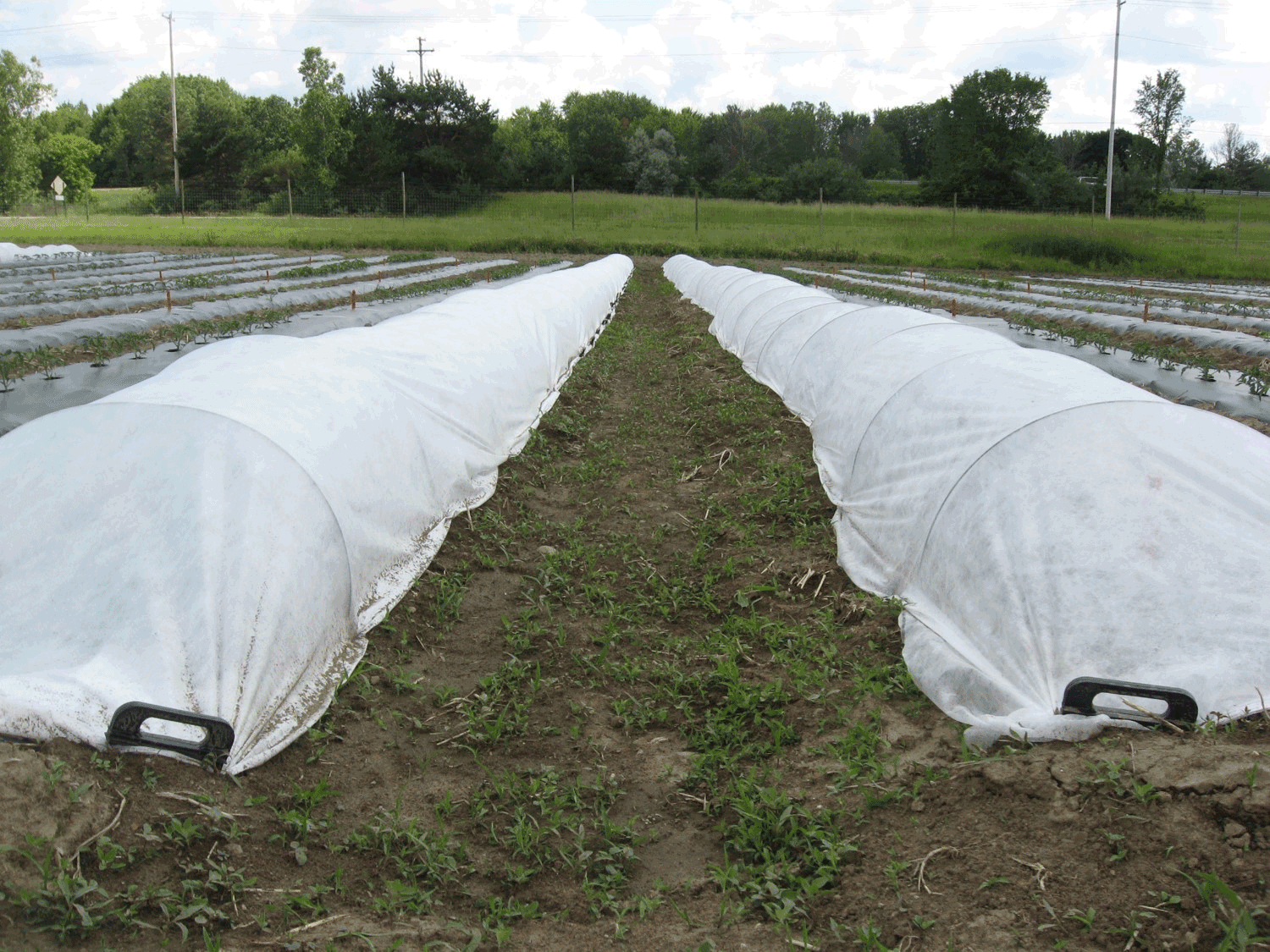 Techniques for managing frost in vegetable and fruit crops - Fruit ...