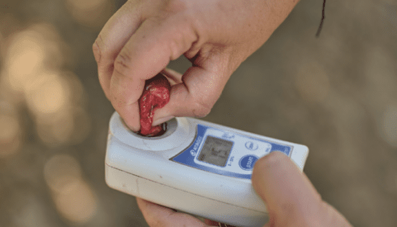 IFG adds cherry focus to influence industry progression - Fruit Growers ...