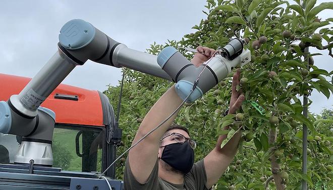 Penn State ag engineers design early step for robotic, green-fruit ...