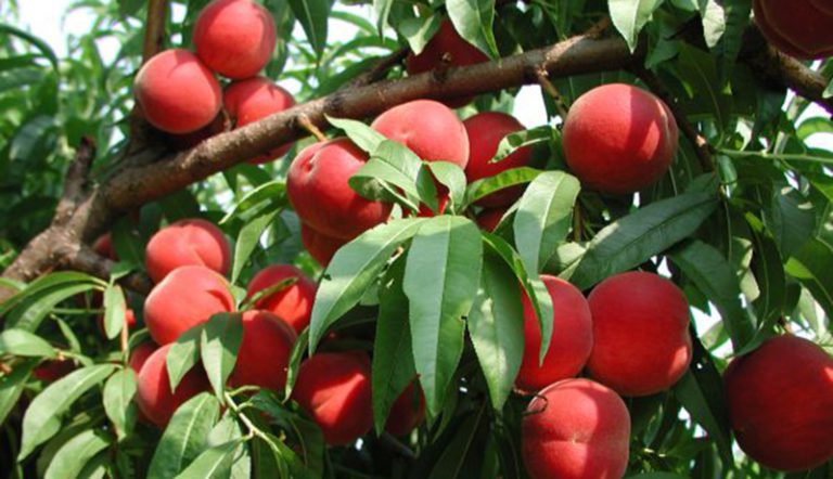 A Q&A with New Jersey peach experts from Rutgers University - Fruit ...