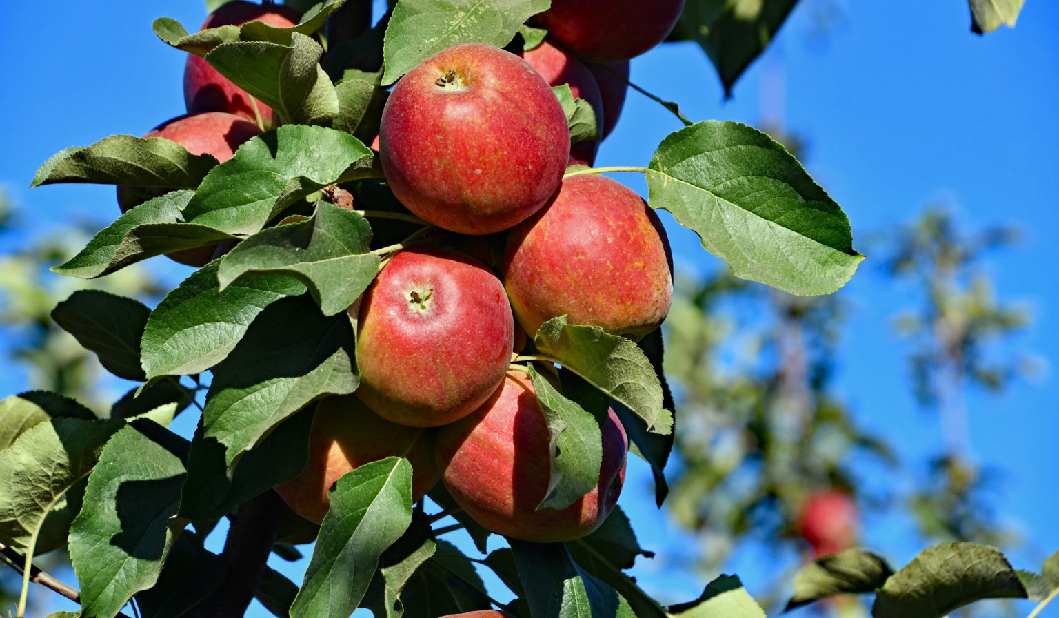 Seeing red: Modì apple delivers colorful bounty in California - Fruit ...