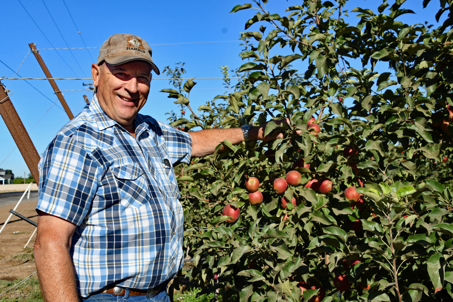 Seeing red: Modì apple delivers colorful bounty in California - Fruit ...