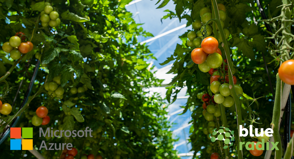 AI partnership helps reduce greenhouse labor issues - Fruit Growers News