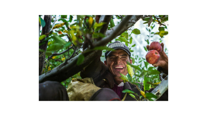 H-2A changes to be addressed in Penn State webinar - Fruit Growers News